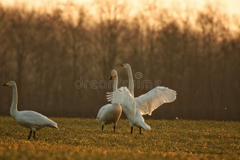 Whooper swan stock image. Image of whooper, field, animal - 140471639