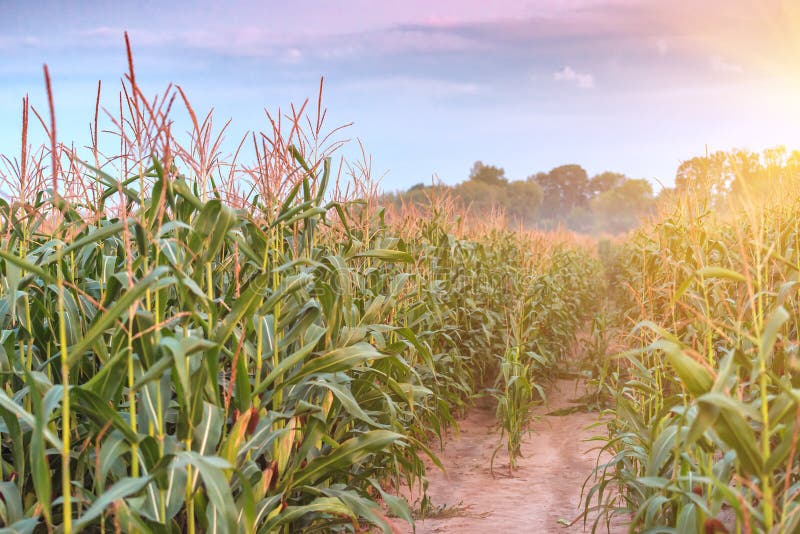 Field of lush corn stock image. Image of summer, natural - 104120873