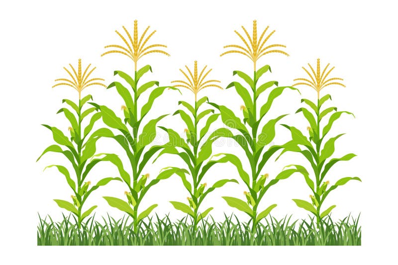 Field of Maize in Bloom. Background of Agricultural Plants Stock Vector ...