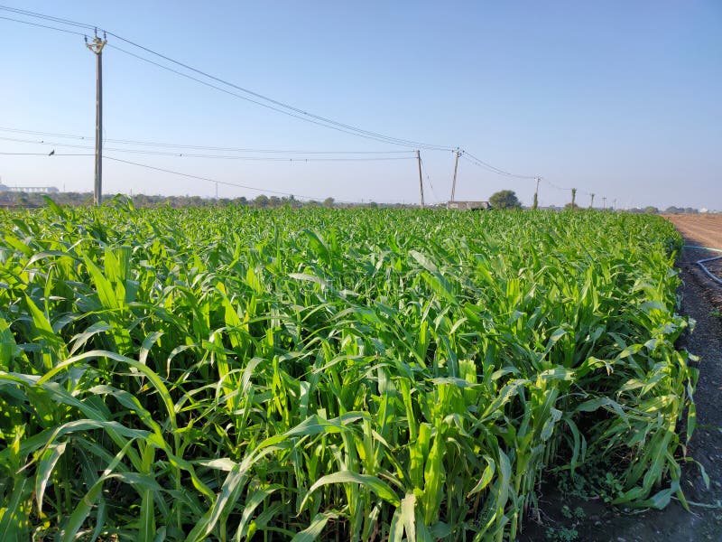 Field of maize in spring stock photo. Image of heaven - 31522116