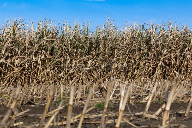 Europe, Maize Producing Zone, Dry Corn Grains and European Banknote of ...