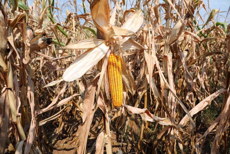 Maize Yellow Corn with Roots Stock Image - Image of farmer, yellow ...