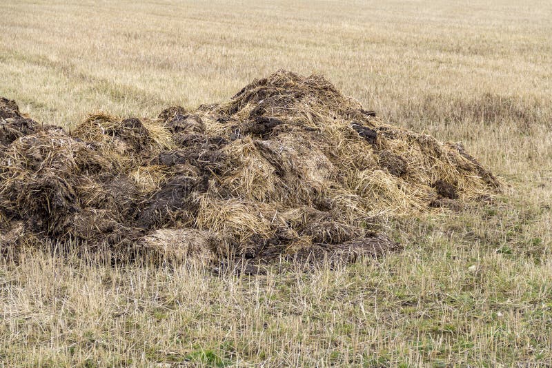 Manure heap stock image. Image of agriculture, odour, arable - 1597945