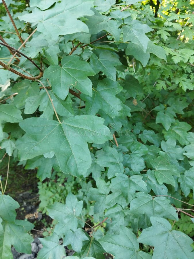 The field maple stock image. Image of field, green, maple - 226020227
