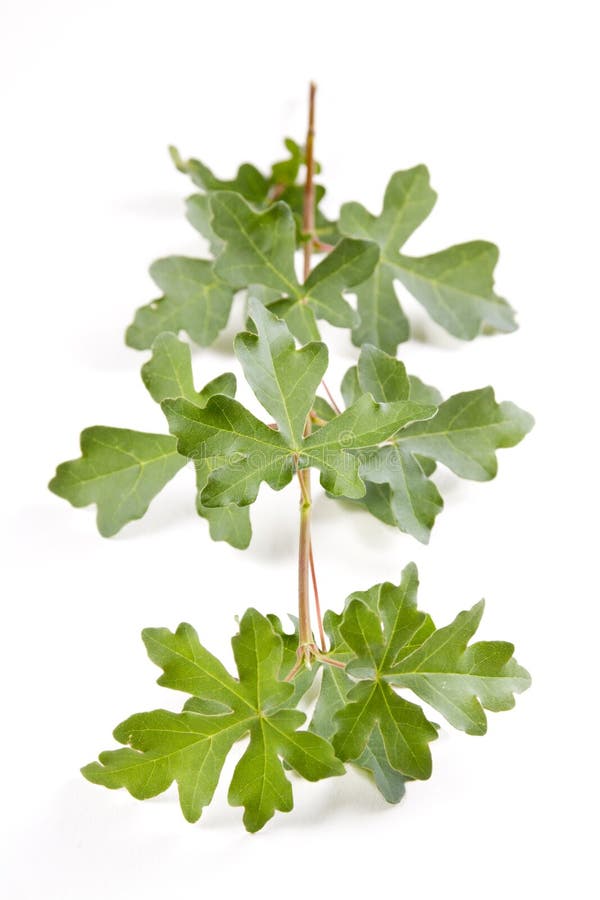 Field Maple (Acer Campestre) Stock Photo - Image of acer, leaves: 31167676
