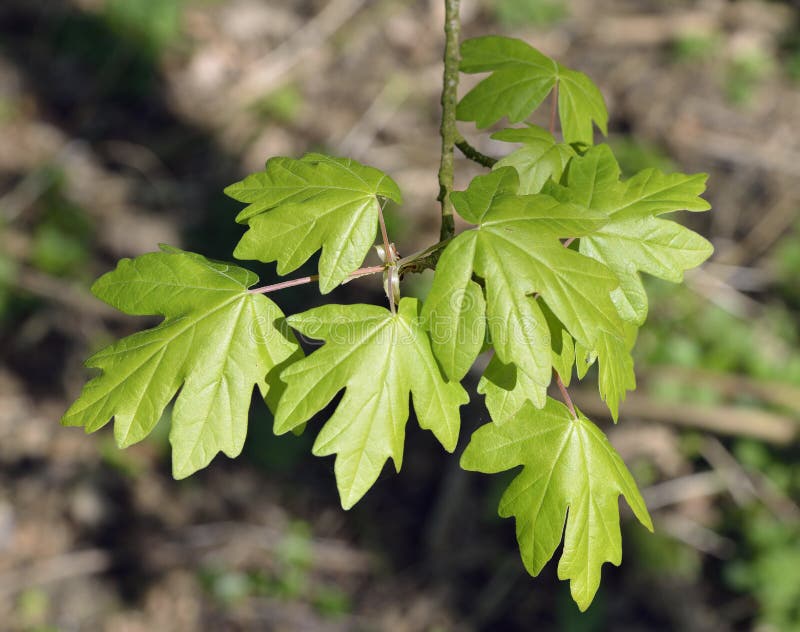 Field Maple stock photo. Image of britain, spring, green - 91139442