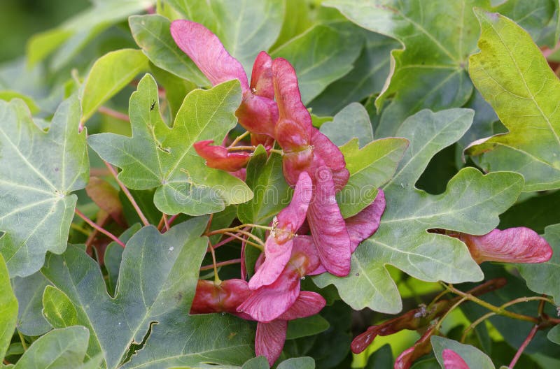 Field Maple stock image. Image of british, wings, seed - 184433911