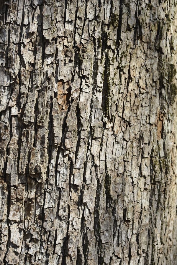 Field maple, Field maple bark detail - Latin name - Acer