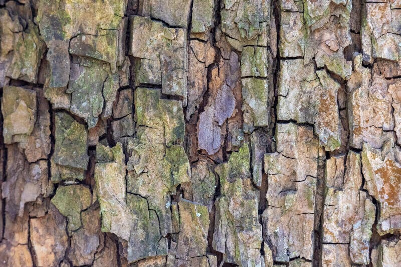Field Maple Bark: Detailed View of the Bark Structure Stock Photo ...