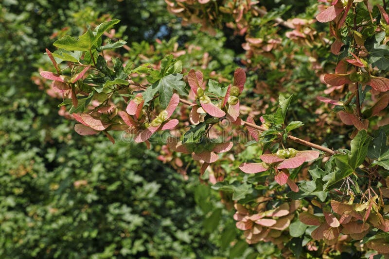 Field Maple, Branch with Fruits and Leaves Stock Photo - Image of five ...