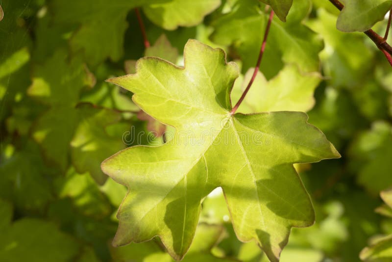 Field Maple Close Up Shot of Green Leaves. Stock Image - Image of ...
