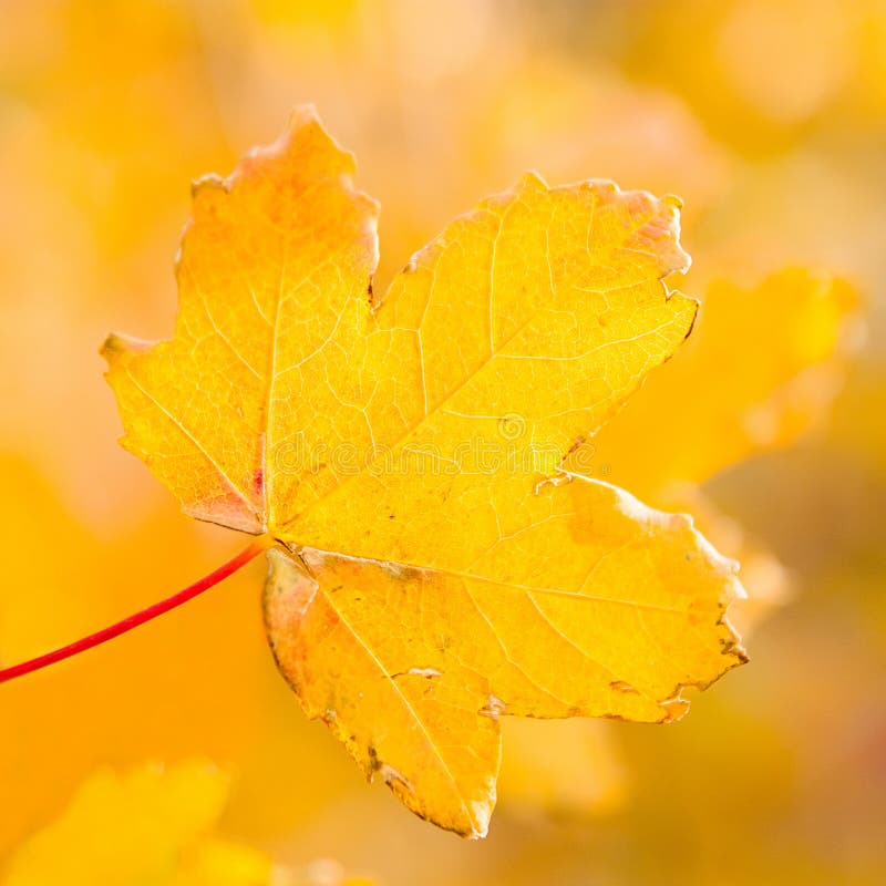 Field Maple Leaf in Autumn Park Stock Photo - Image of bright, field ...
