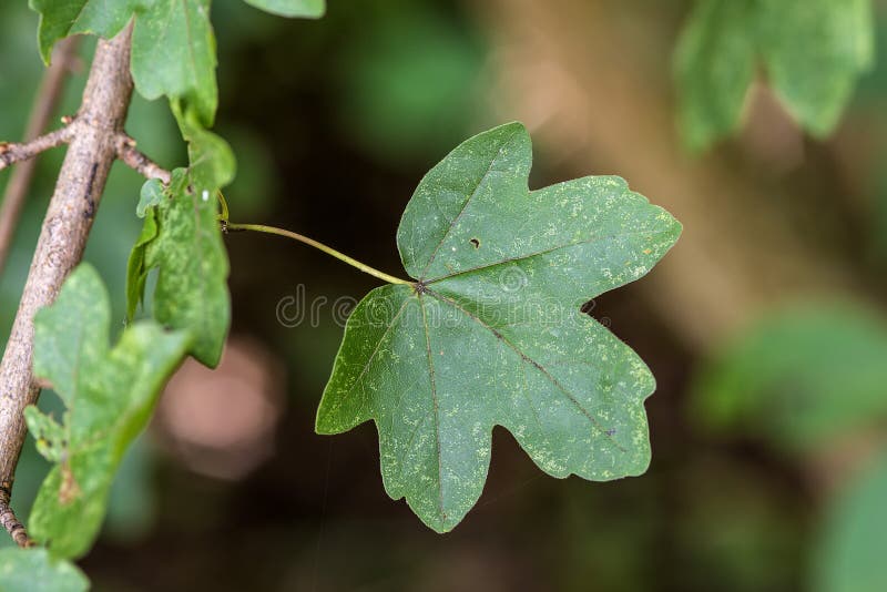 Field maple with leaf stock image. Image of leaf, field - 97448229