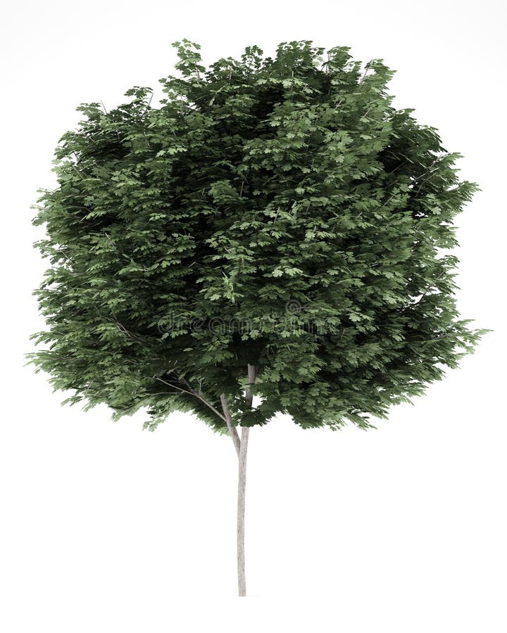 Field maple tree stock vector. Illustration of large - 75971080