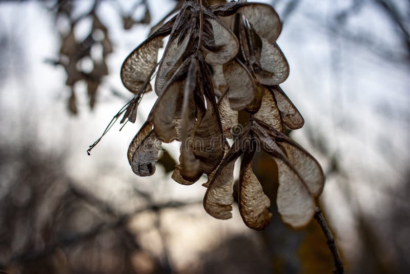 Field Maple Winged Seeds, Close-up on a Fall Day at Sunset Stock Photo ...