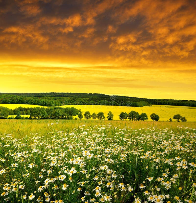 Marguerites stock photo. Image of flower, marguerite - 59731408