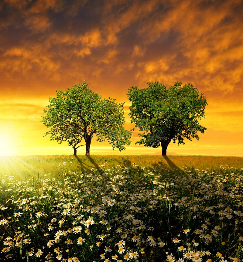 Marguerites stock photo. Image of flower, marguerite - 59731408