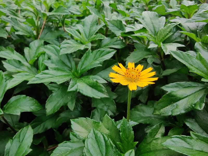 Field Marigold (calendula Arvensis) Flower . Stock Image - Image of ...