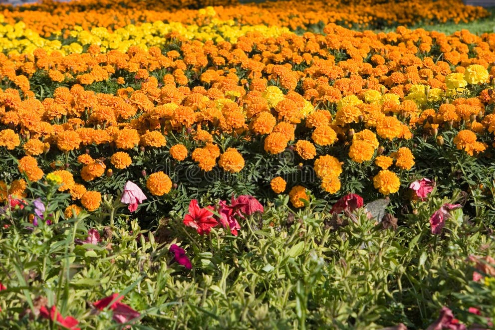 6,629 Marigolds Field Stock Photos - Free & Royalty-Free Stock Photos ...