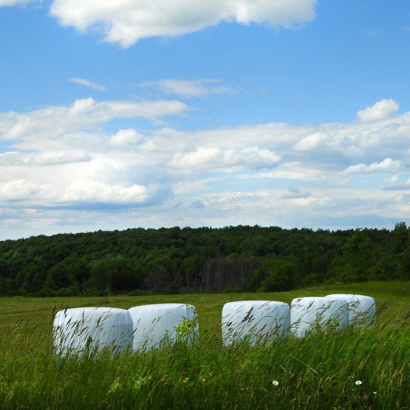 Giant Round Hay Bale Marshmallows Dry on Sunny Field in Central NewYork ...