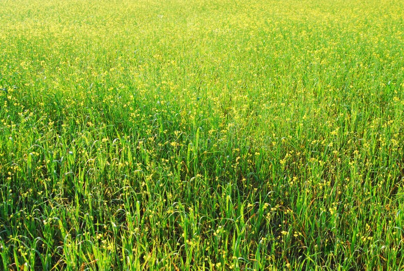 Field , meadow stock image. Image of botany, plant, nature - 46480067