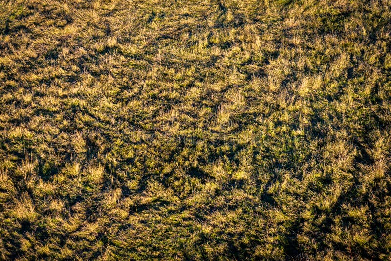Field Meadow Texture Background Stock Photo - Image of grass, meadow ...
