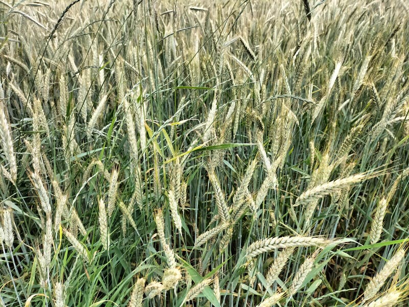 Field, Meadow, Triticale, Triticale Cultivation in the Countryside ...