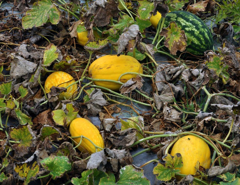 In the field melon grows stock image. Image of sweet - 103133823