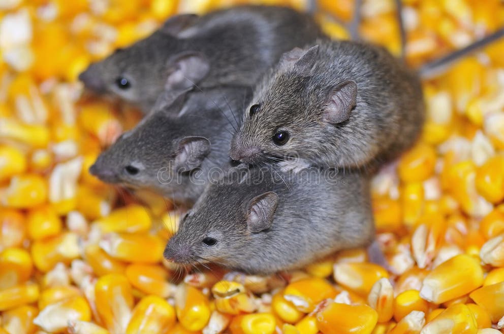 Field mice. stock photo. Image of apodemus, grain, closeup - 46524116