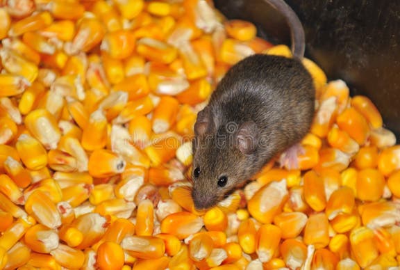 Field mice. stock image. Image of agriculture, rodent - 49688581