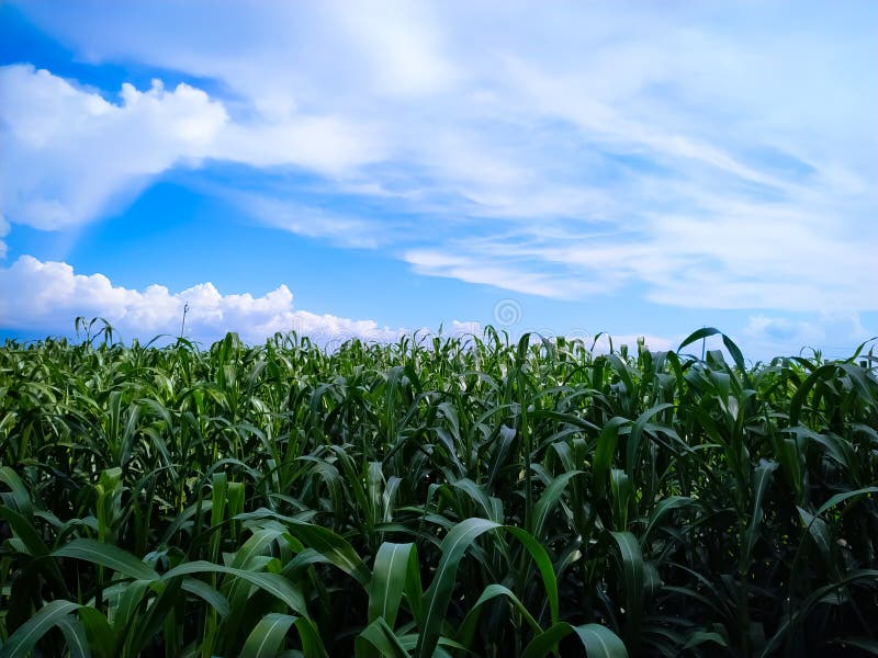 Field of Millet Plants Under the Sky Stock Photo - Image of outdoor ...