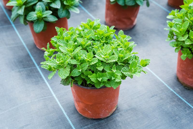 Field Mint Or Wild Mint Lat. Mentha Arvensis Stock Photo - Image of ...