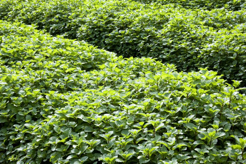 Field of Mint Leaves stock image. Image of gourmet, fresh - 7552549
