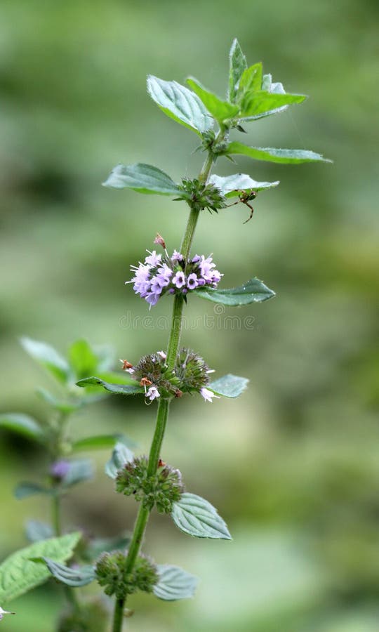 Field Mint (Mentha Arvensis) Grows in Nature Stock Photo - Image of ...
