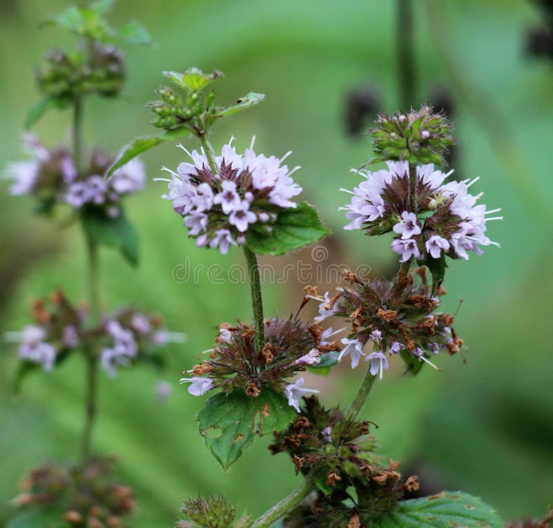 Field Mint (Mentha Arvensis) Grows in Nature Stock Photo - Image of ...