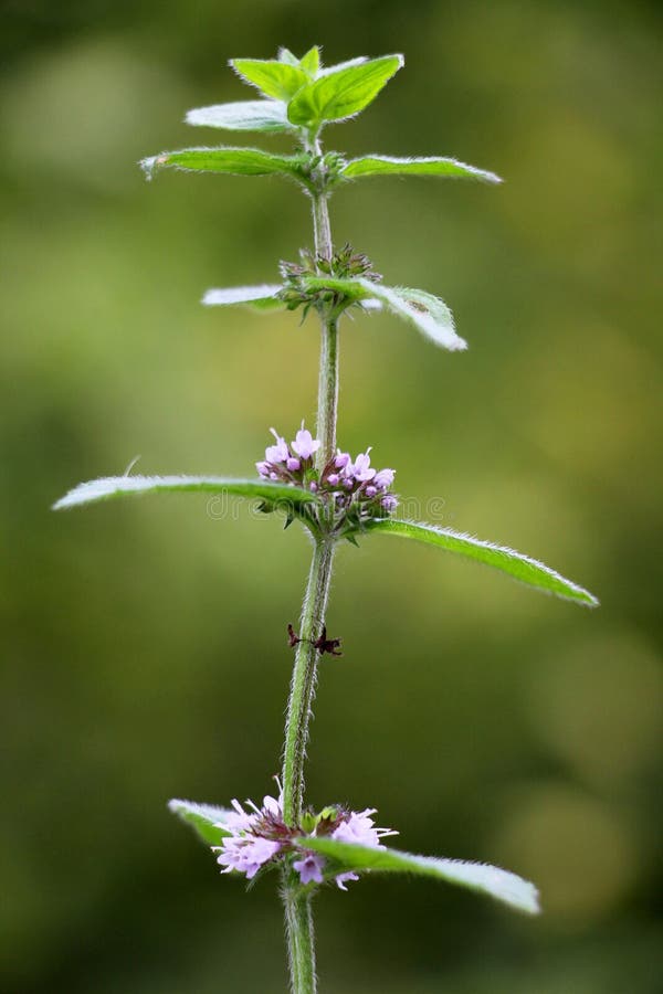 Field Mint (Mentha Arvensis) Grows in Nature Stock Photo - Image of ...