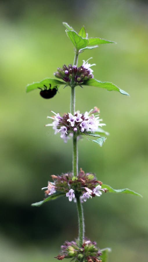 Mentha arvensis stock image. Image of arvensis, nature - 255551757