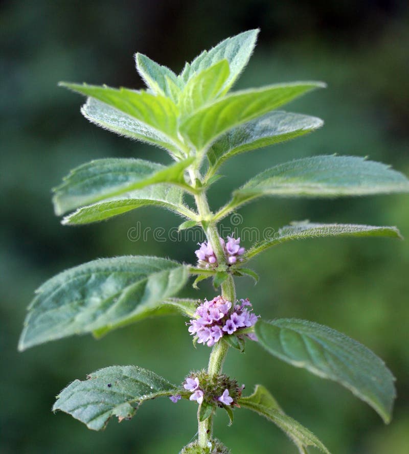 Mentha arvensis stock image. Image of arvensis, nature - 255551757