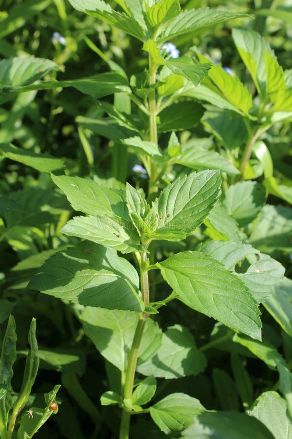 Mentha arvensis stock image. Image of arvensis, nature - 255551757