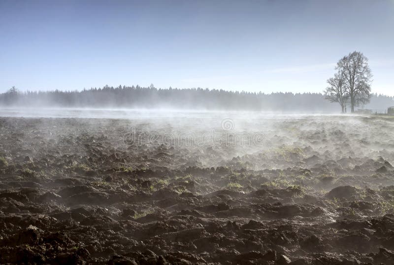 Field in Mist and Double Tree in Morning Fog Stock Image - Image of ...