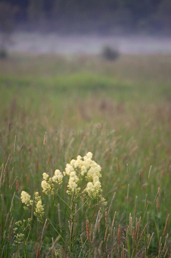 Nature, Mist, Forest, Tree Picture. Image: 95673452
