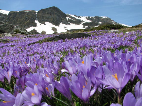 Field of mountain crocuses stock image. Image of botanical - 10830067