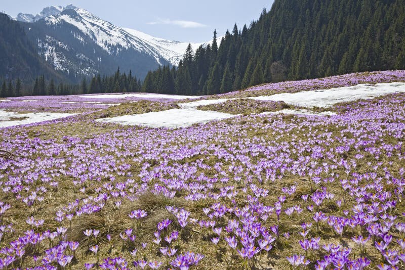 Field of mountain crocuses stock image. Image of botanical - 10830067