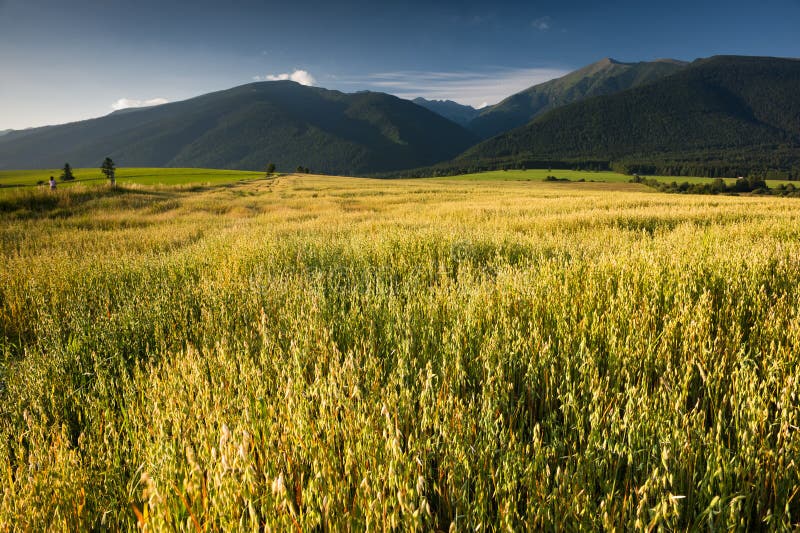 Field and mountains stock image. Image of landscape, liptov - 15531685