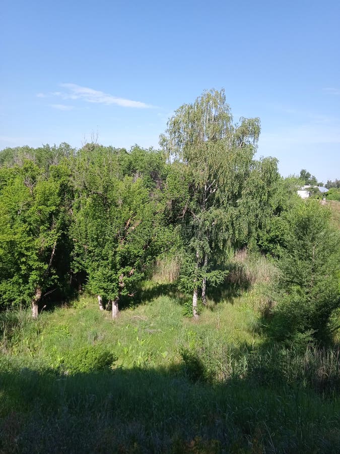 Field, Mountains, Forest, Nature Trees Green Sky, Landscape. Stock ...