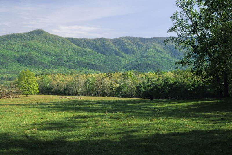 Cades Cove Spring Flowers Great Smoky Mountains Stock Image - Image of ...