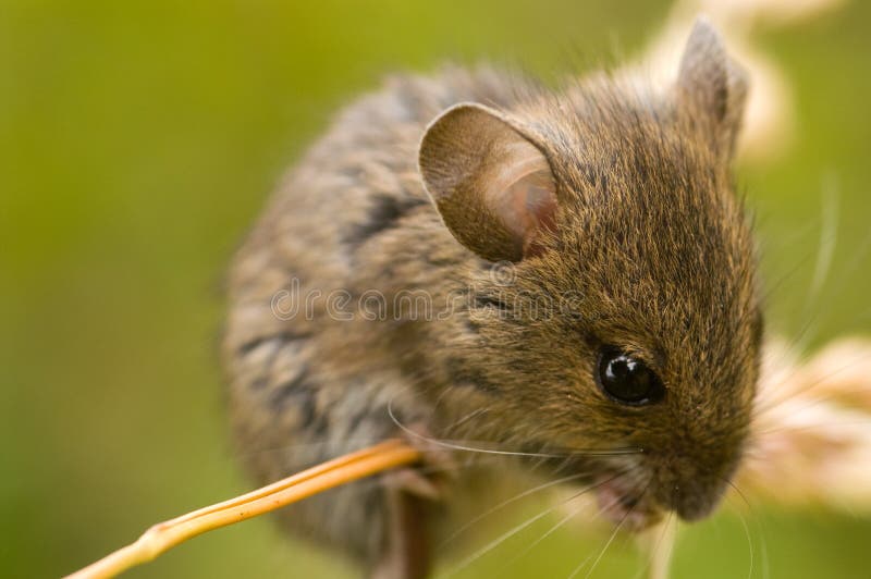 6,857 Field Mouse Stock Photos - Free & Royalty-Free Stock Photos from ...