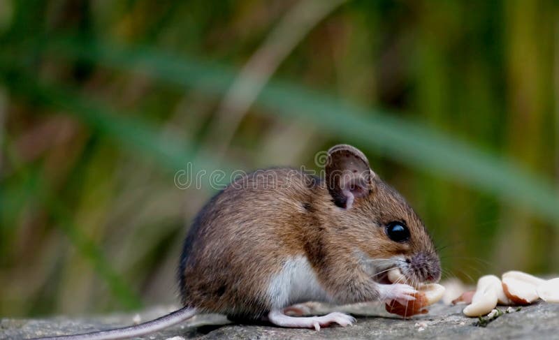 Field mouse stock photo. Image of mammal, mouse, nuts - 21071898