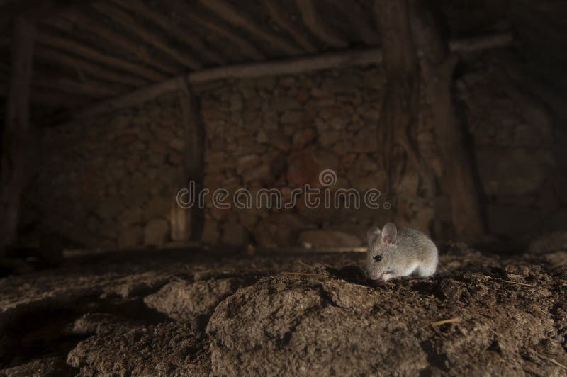 Field Mouse in Barn, Apodemus Sylvaticus Stock Image - Image of mouse ...