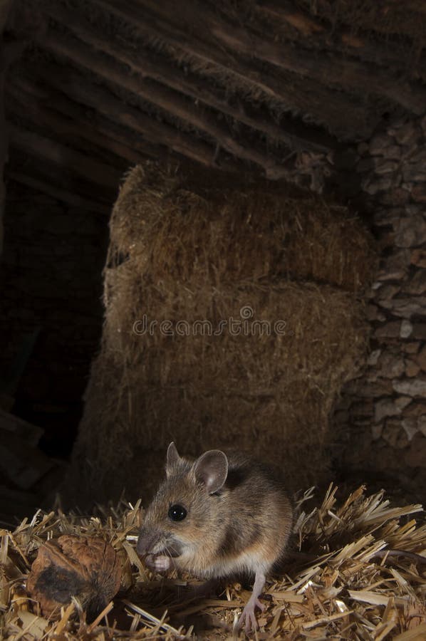 Field Mouse, Apodemus Sylvaticus Stock Photo - Image of closeup ...